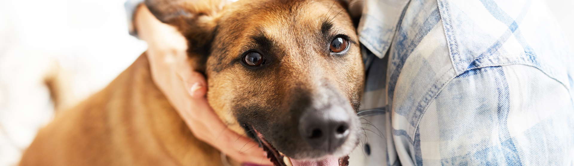 Legal Defense for Animal Owners Activists Colorado | The Animal Law Firm